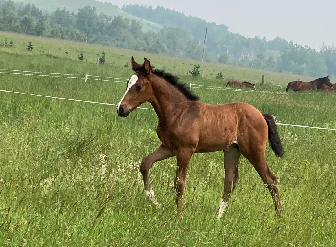 2023 Spot cash x Cassini ii – Shallow Brook Farms