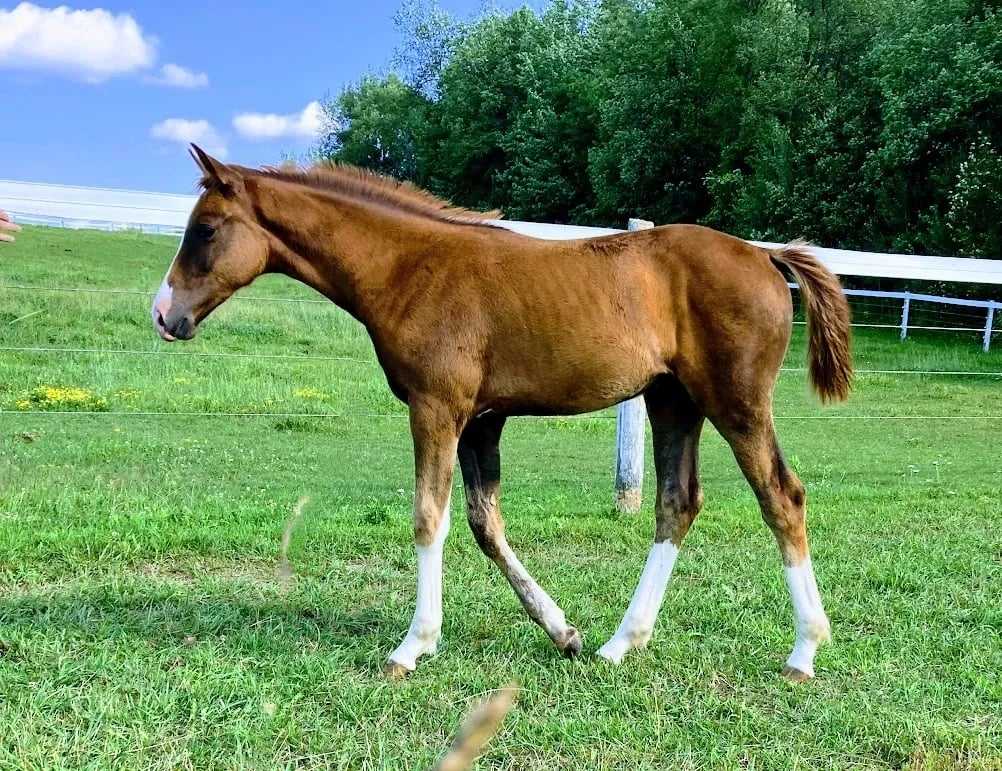 2023 Zavall foal – Shallow Brook Farms